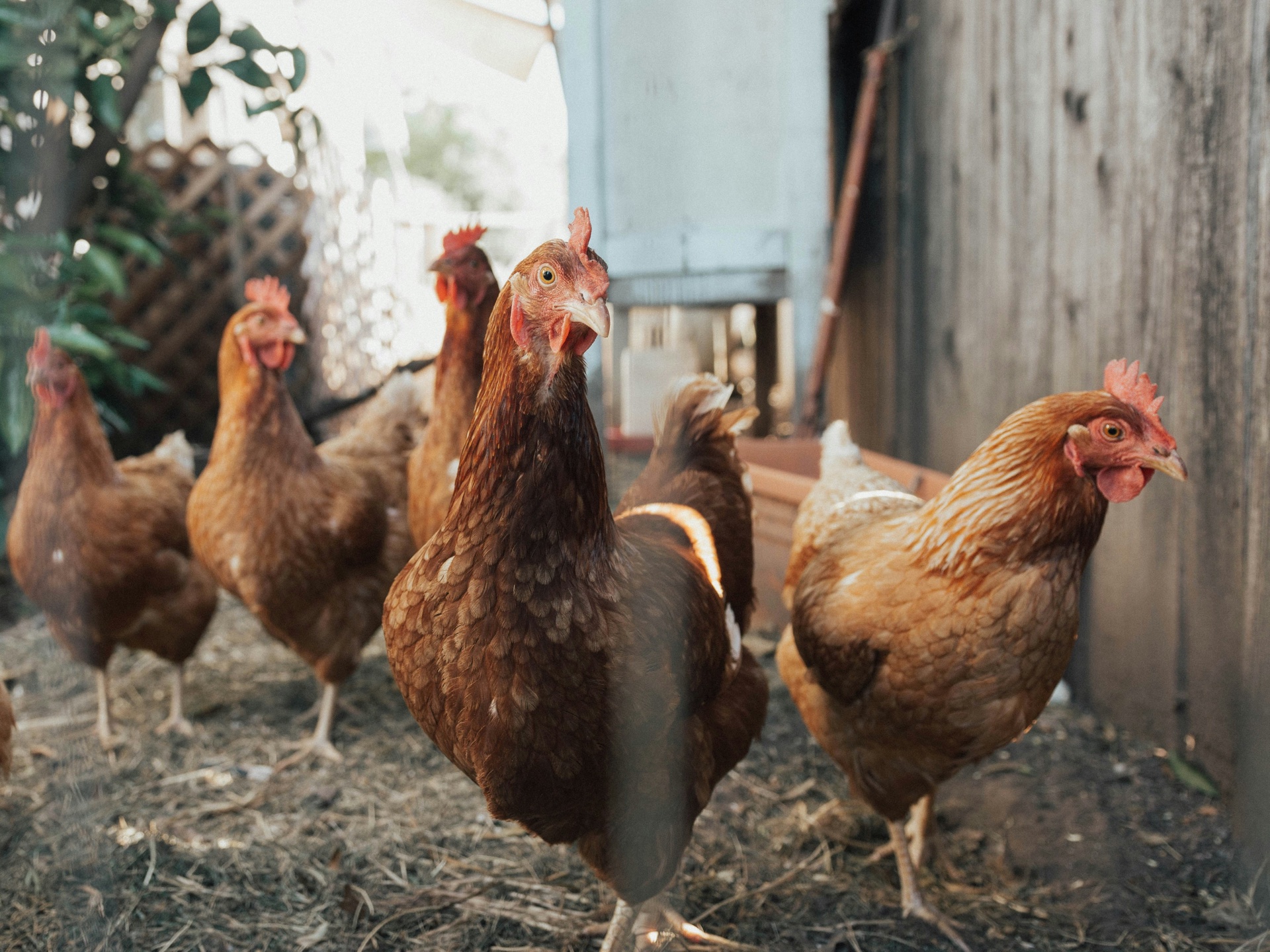 Best Egg-Laying Chickens - Inluppar